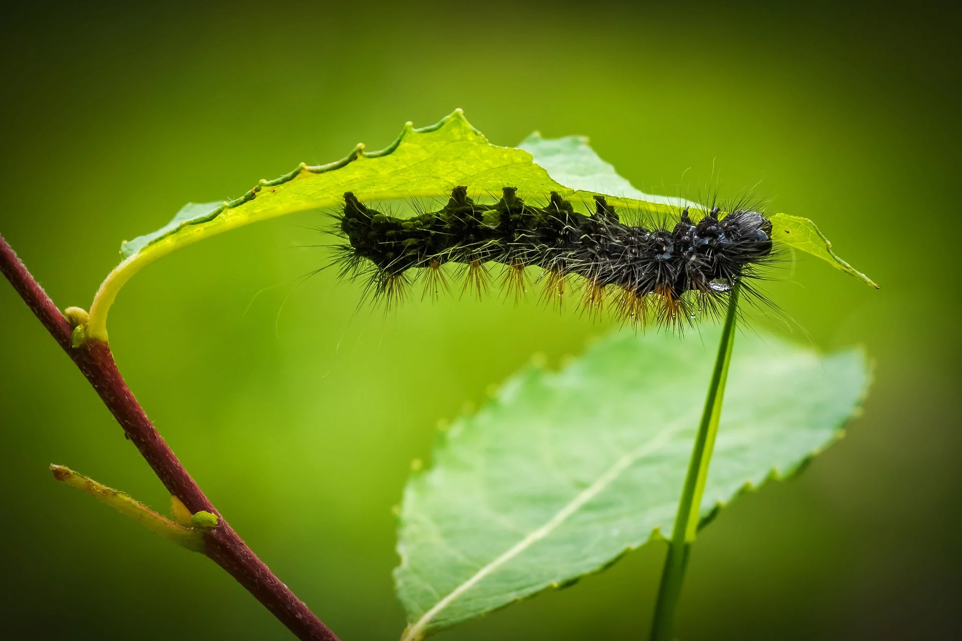 What You Need To Know About Stinging Caterpillars | Terminix New Orleans