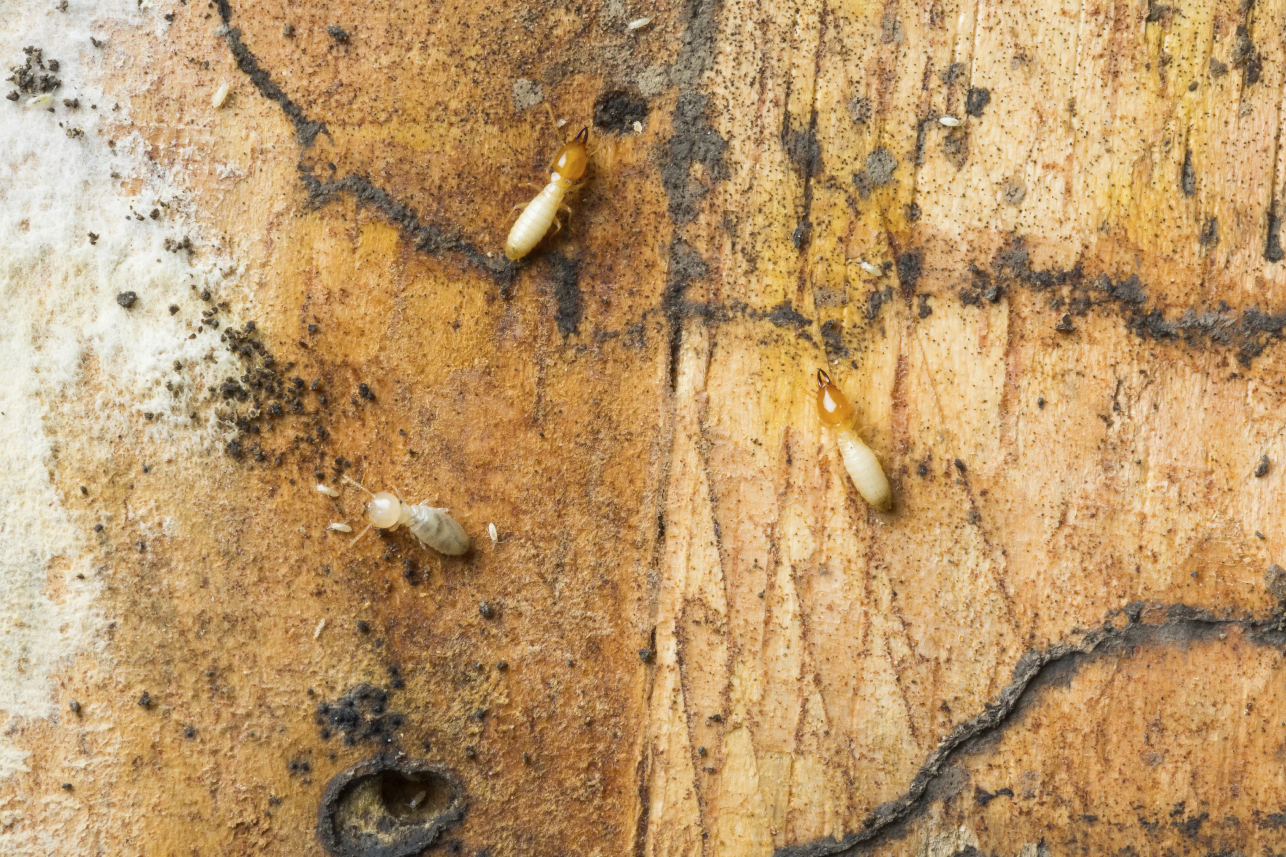 Beware of these Five Termite Species | Terminix New Orleans